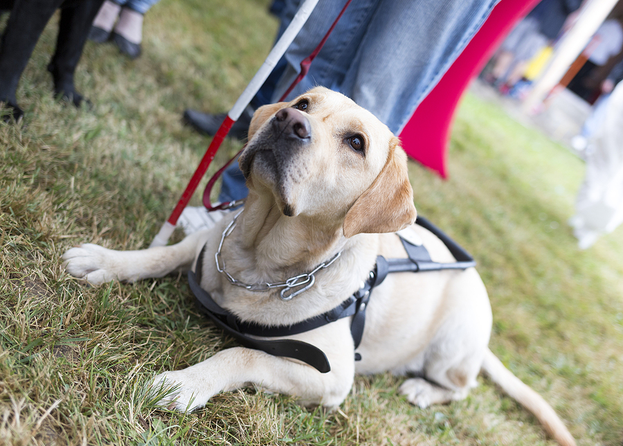 Is The Cost Of A Guide Dog Considered A Medical Deduction